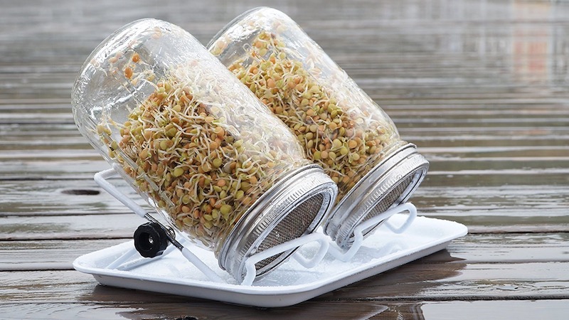 How To Grow Broccoli Sprouts At Home