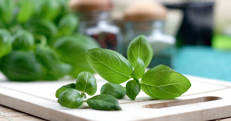 Health Benefits of Sweet Basil And Its Surprising Medicinal Uses
